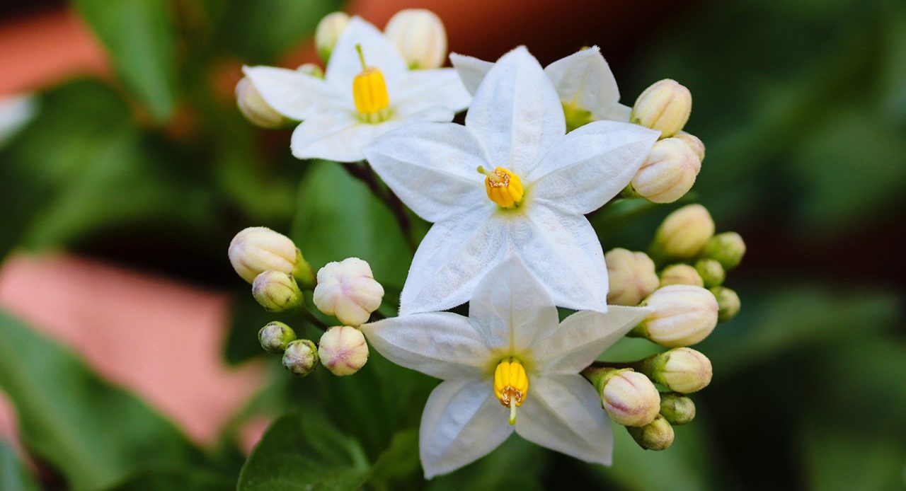 Our Khalifa - A Beautiful Fragrance | The Review of Religions