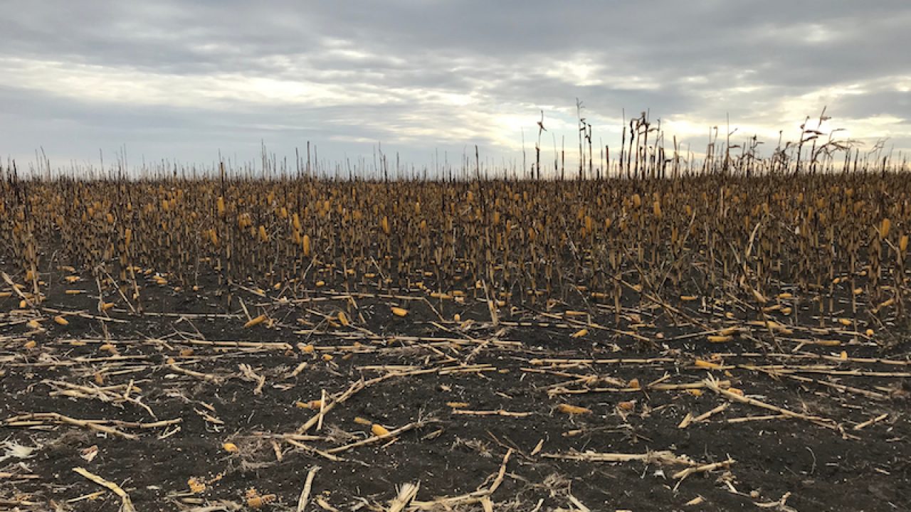 Radiation Effects On Plants