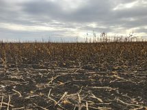 Nuclear Famine: Radiation Exposure & Effects on Agriculture | The ...