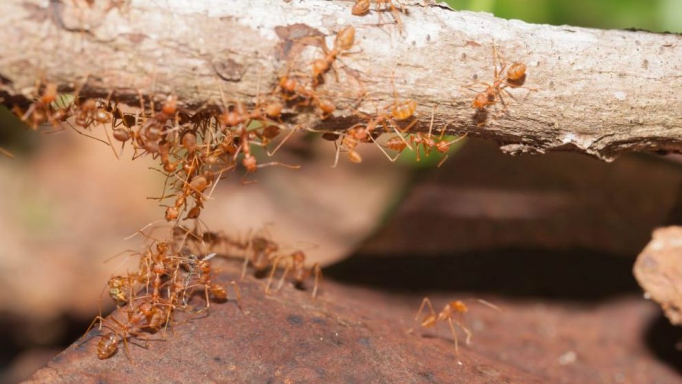 Exploring the Flawlessness of Nature – Wonders of Ant Societies | The ...