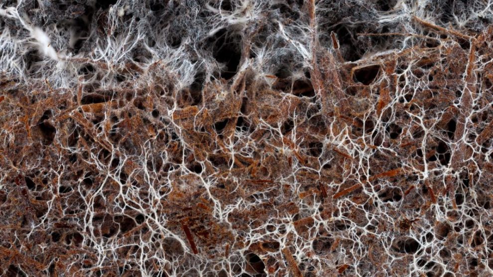 Exploring the Flawlessness of Nature – The Hidden Magic of Fungal ...