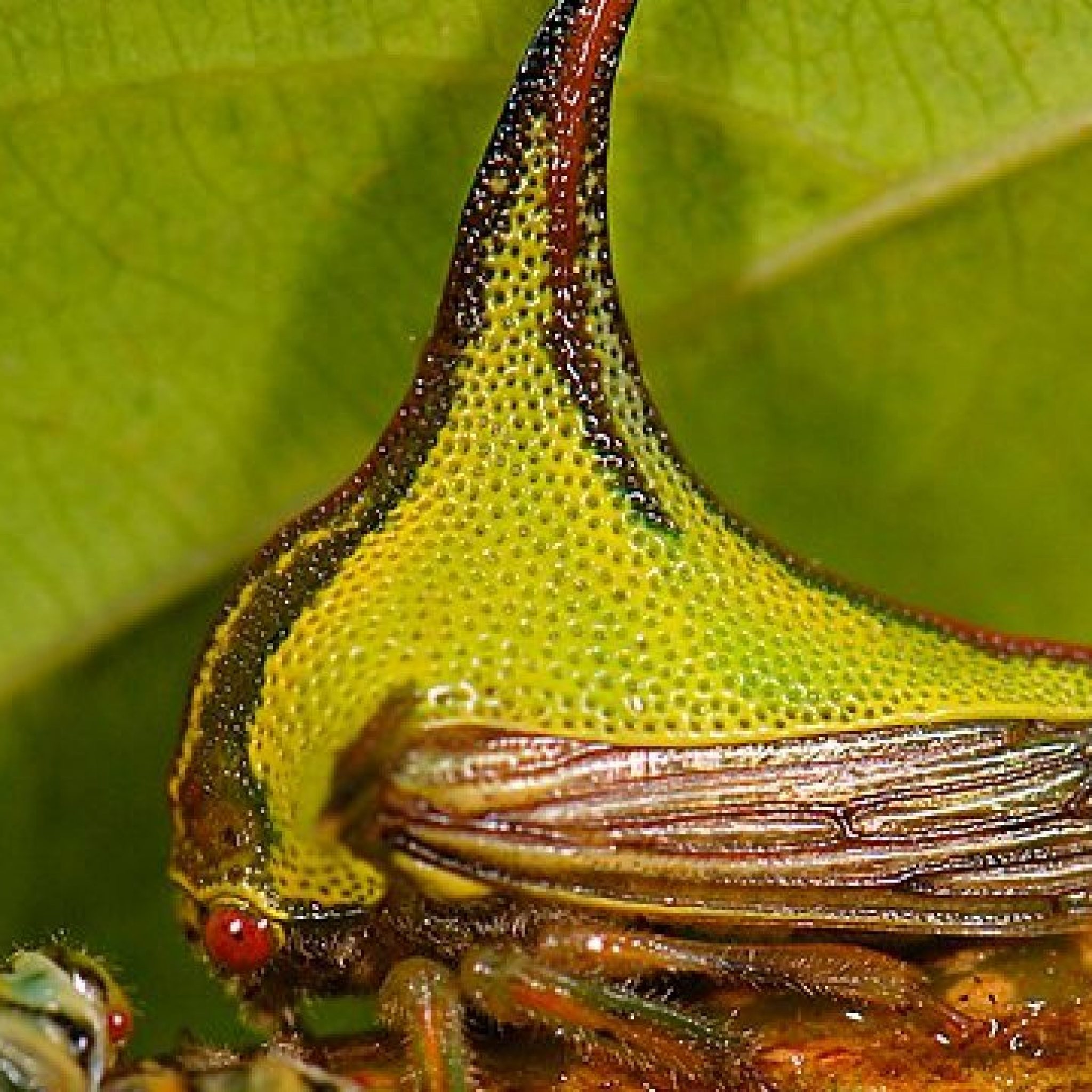 Exploring the Flawlessness of Nature - The Breathtaking Diversity of ...