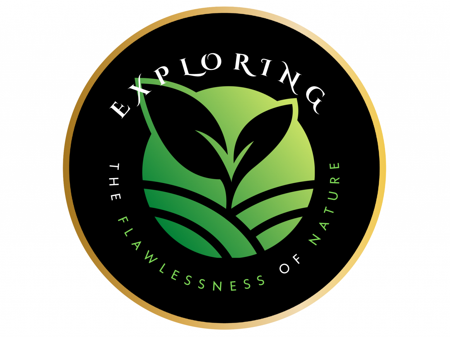 Exploring the Flawlessness of Nature – The Charismatic Leaf Insect ...