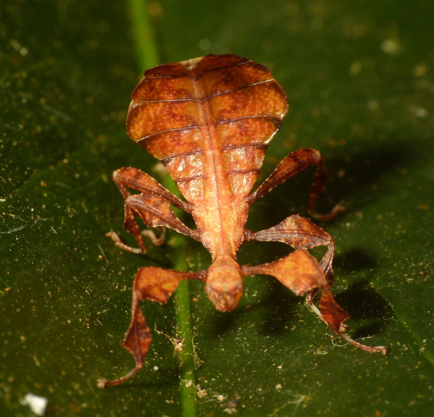 Exploring the Flawlessness of Nature – The Charismatic Leaf Insect ...