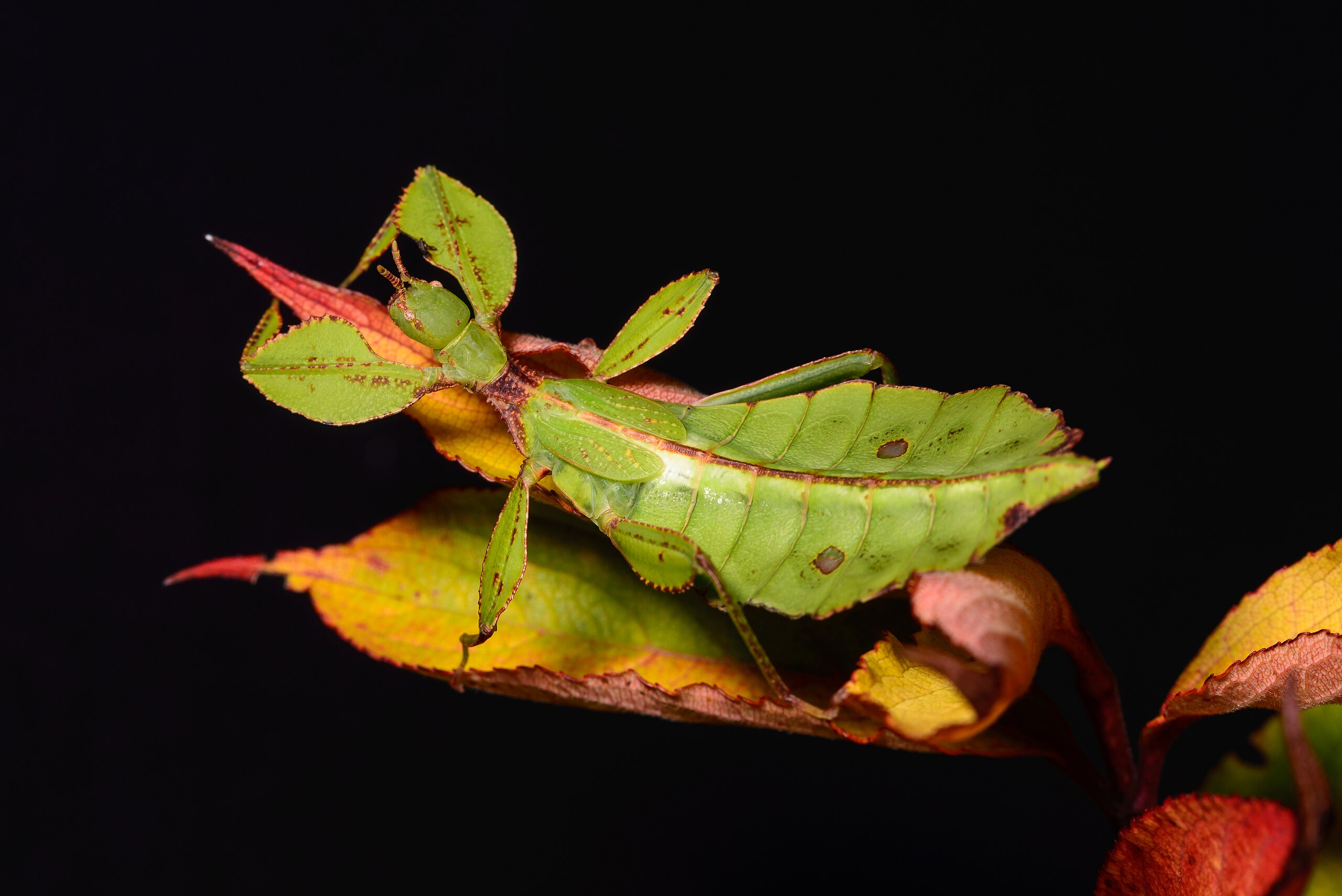 Exploring the Flawlessness of Nature – The Charismatic Leaf Insect ...